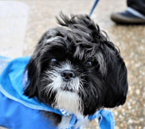 Who We Are | Top Mission | Helpful Hounds Assistance Dogs