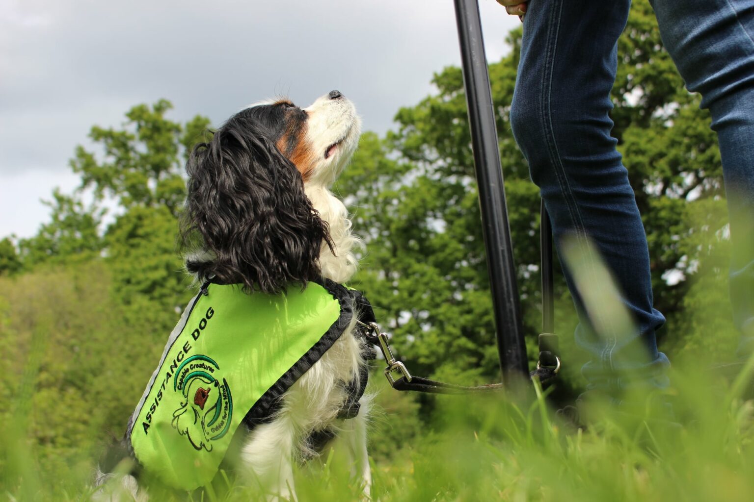 Trained Assistance Dogs Services In UK | Helpful Hounds