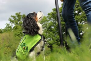 Trained Assistance Dogs Services In UK | Helpful Hounds