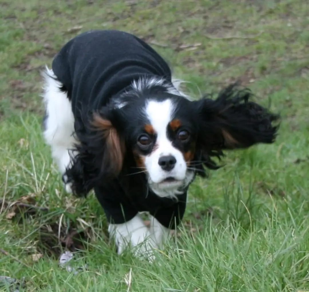 Trained Assistance Dogs Services In UK | Helpful Hounds